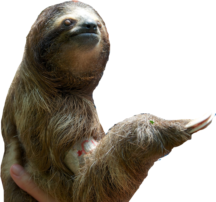 Download Download Sloth Png Pic - Sloth Transparent Background - ClipartKey