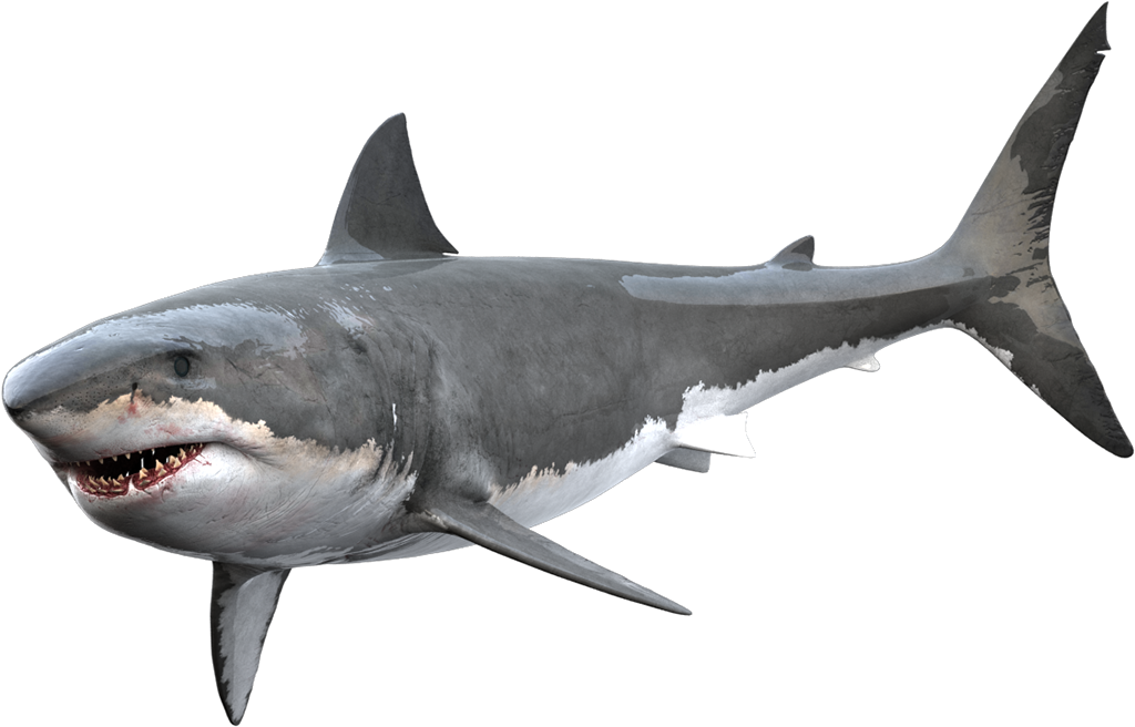 Download Transparent Shark Png Transparent - Great White Shark No ...