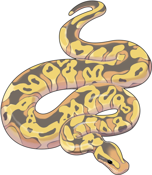 Download Snake Clipart Serpent - Ball Python Art Png - ClipartKey