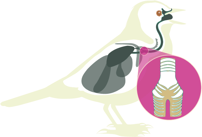 Download Syrinx Bird Anatomy - ClipartKey