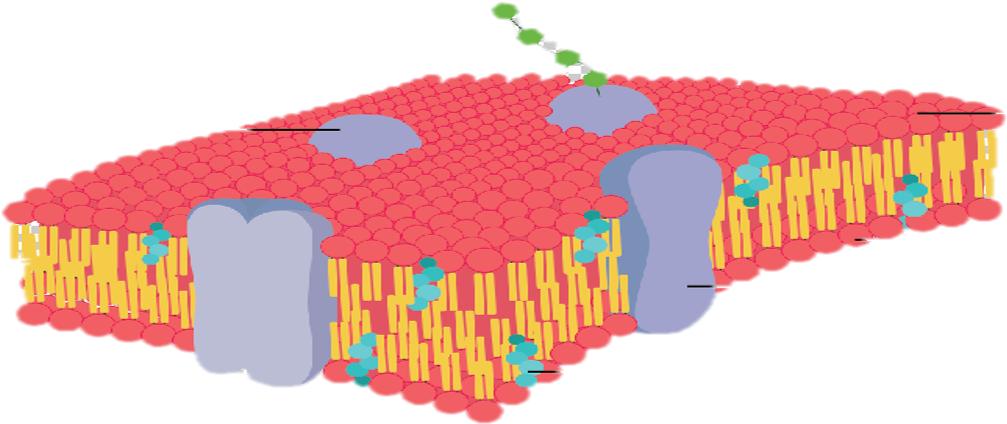 Download Picture - Cell Membrane Clip Art - ClipartKey