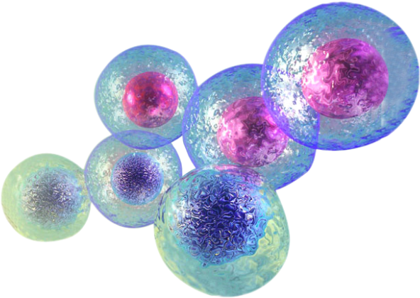 Download Cells Png - Stem Cells Png - ClipartKey