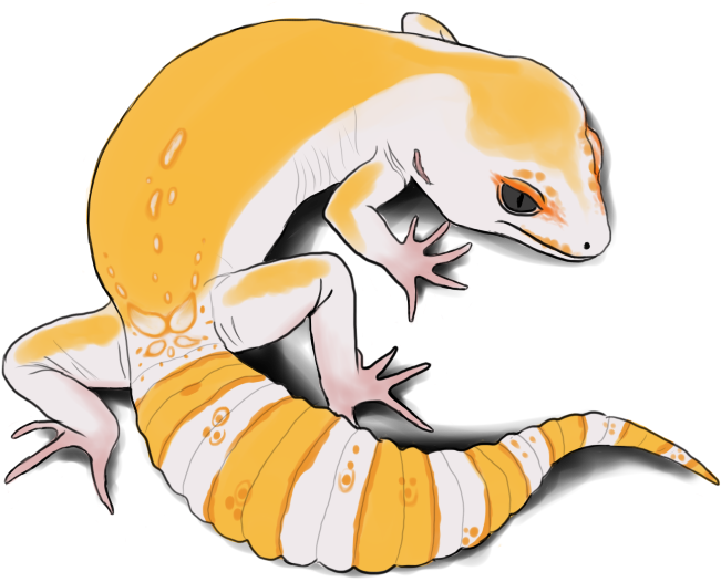Download Leopard Gecko Clipart Sketch - Leopard Gecko Drawing Mean ...