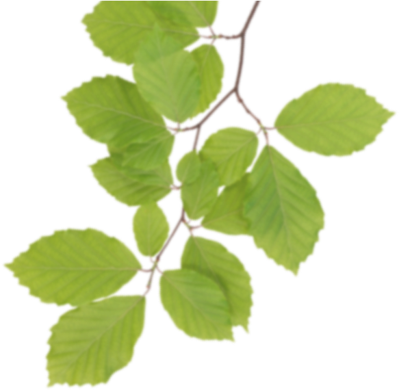 Download Plant,siberian Elm,swamp Birch,woody Birch,plant Stem,beech - Real Leaves Png - ClipartKey