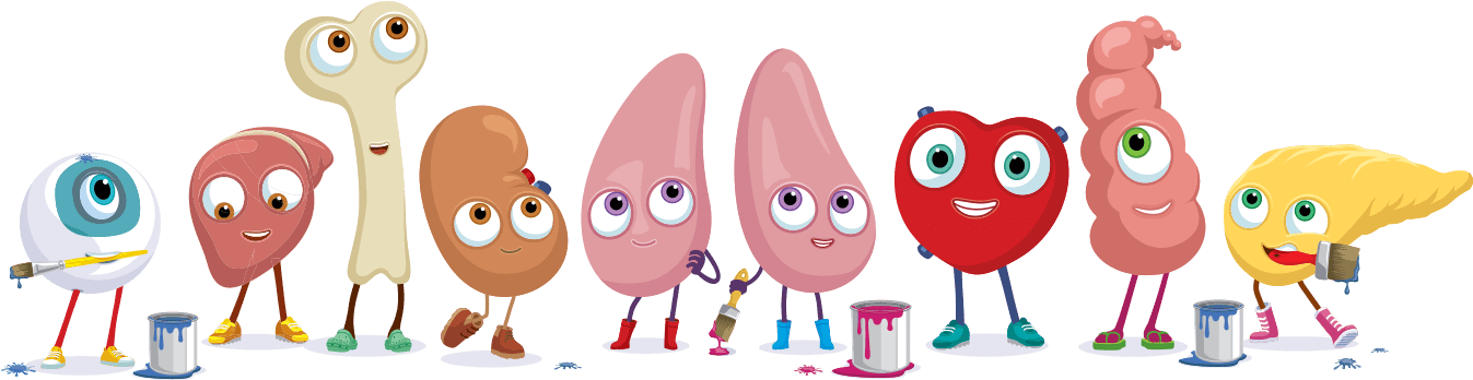 Download Organ Transplantation Animated - ClipartKey