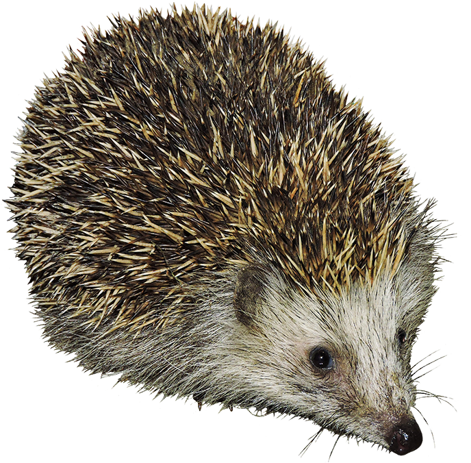 Download Transparent Hedgehog Clipart - Hedgehogs Clipart - ClipartKey