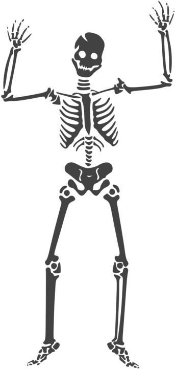 Download Clip Art Human Skeleton Skull Anatomy - Halloween Skeleton ...
