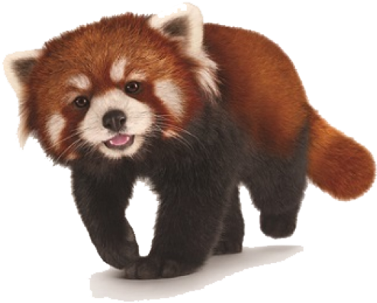 Download Red Panda Transparent Background - ClipartKey