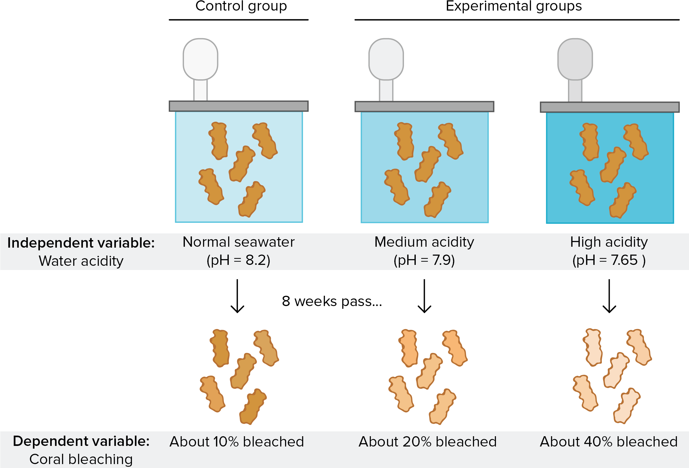 Download Introduction To Experimental Design - Science Variables Clip ...