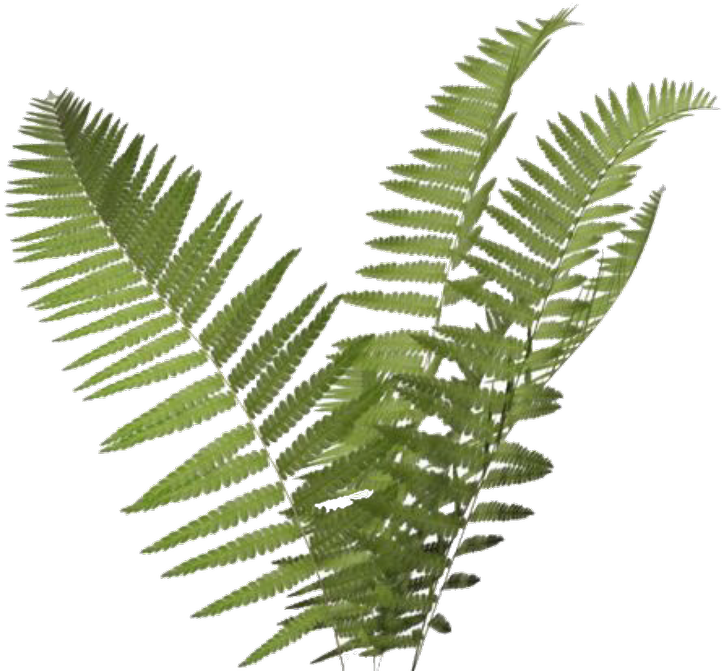 Download Transparent Fern Clipart - Transparent Background Fern ...