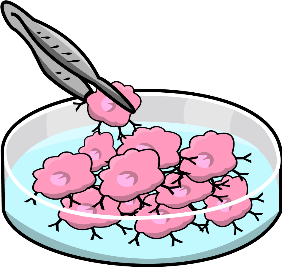 Download Monoclonal Production - Cell Line Clip Art - ClipartKey