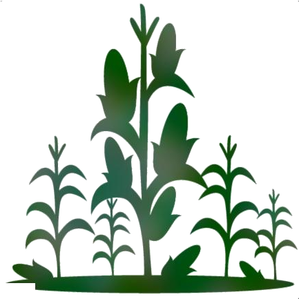 Download Corn Stalk Png Transparent Images - Corn Stalk Clipart ...