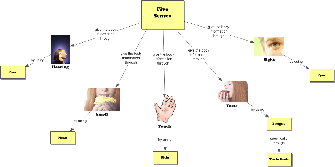Download 5 Senses Concept Map - Sense Of Sight Concept Map - ClipartKey