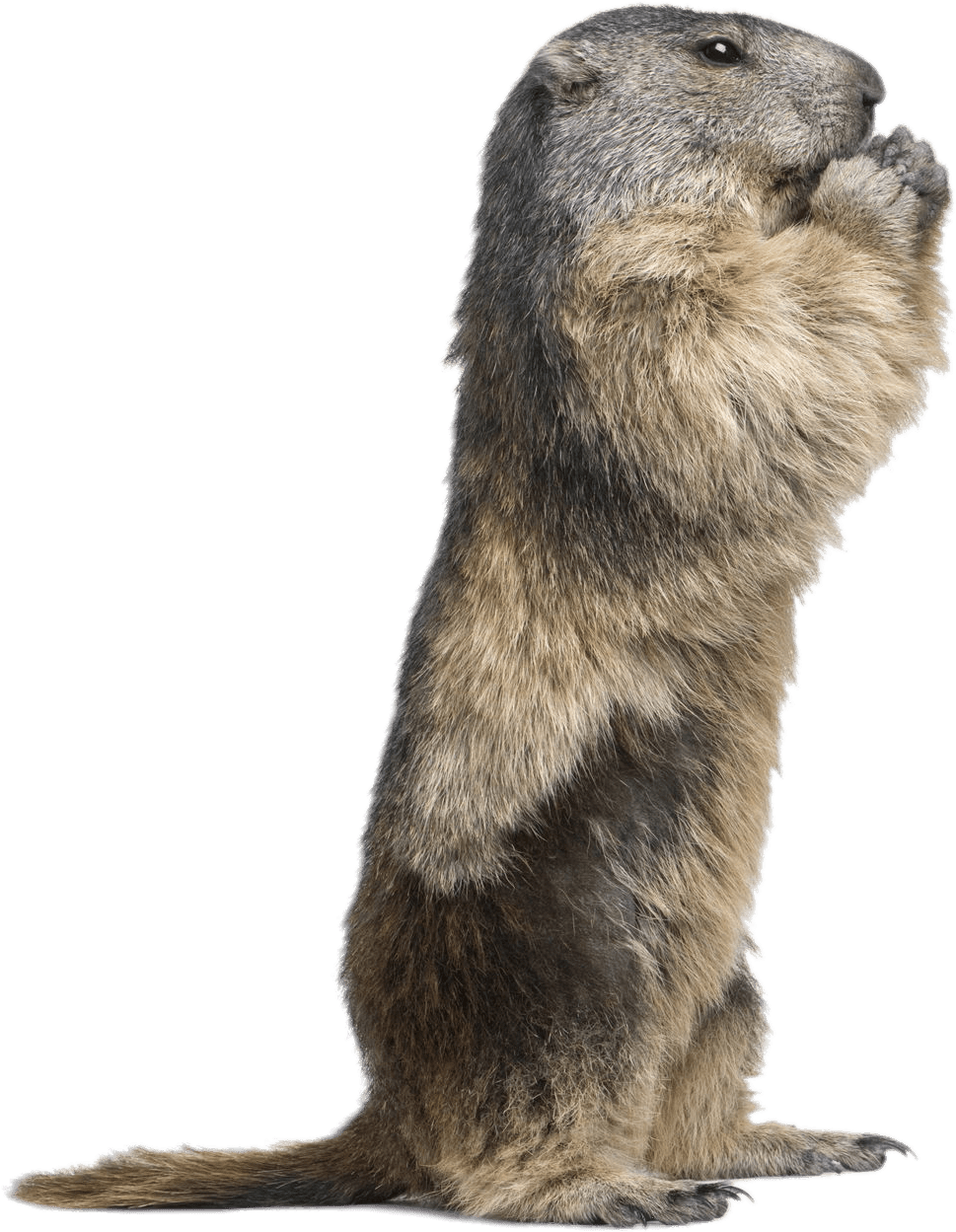 Download Standing Groundhog Clip Arts - Does A Groundhog Look Like ...