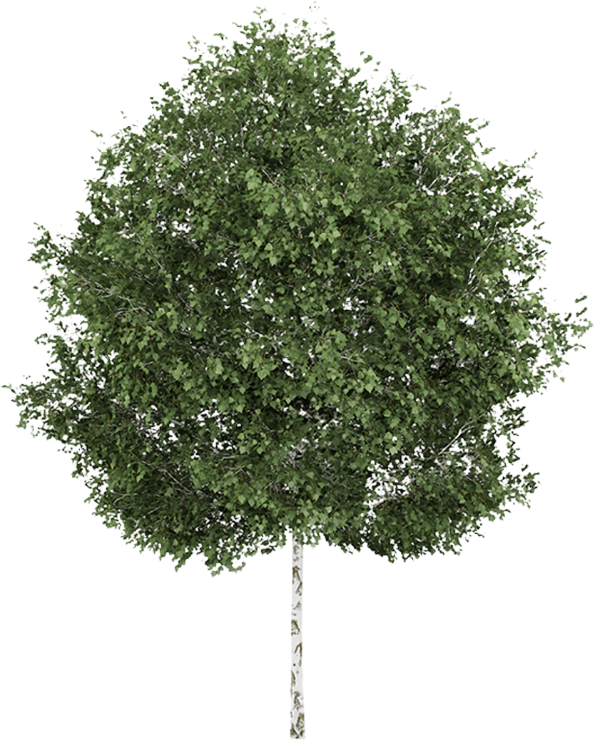 Download Transparent Aspen Tree Clipart - Silver Birch Png - ClipartKey