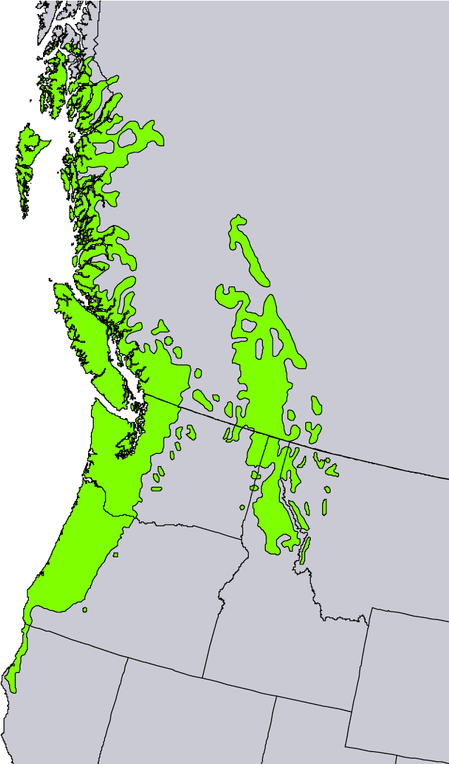 Download Thuja Plicata Range - Western Red Cedar Tree Range - ClipartKey