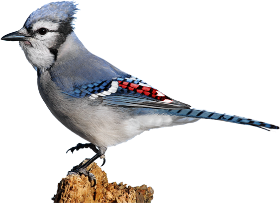 Download Red Blue Jay - ClipartKey
