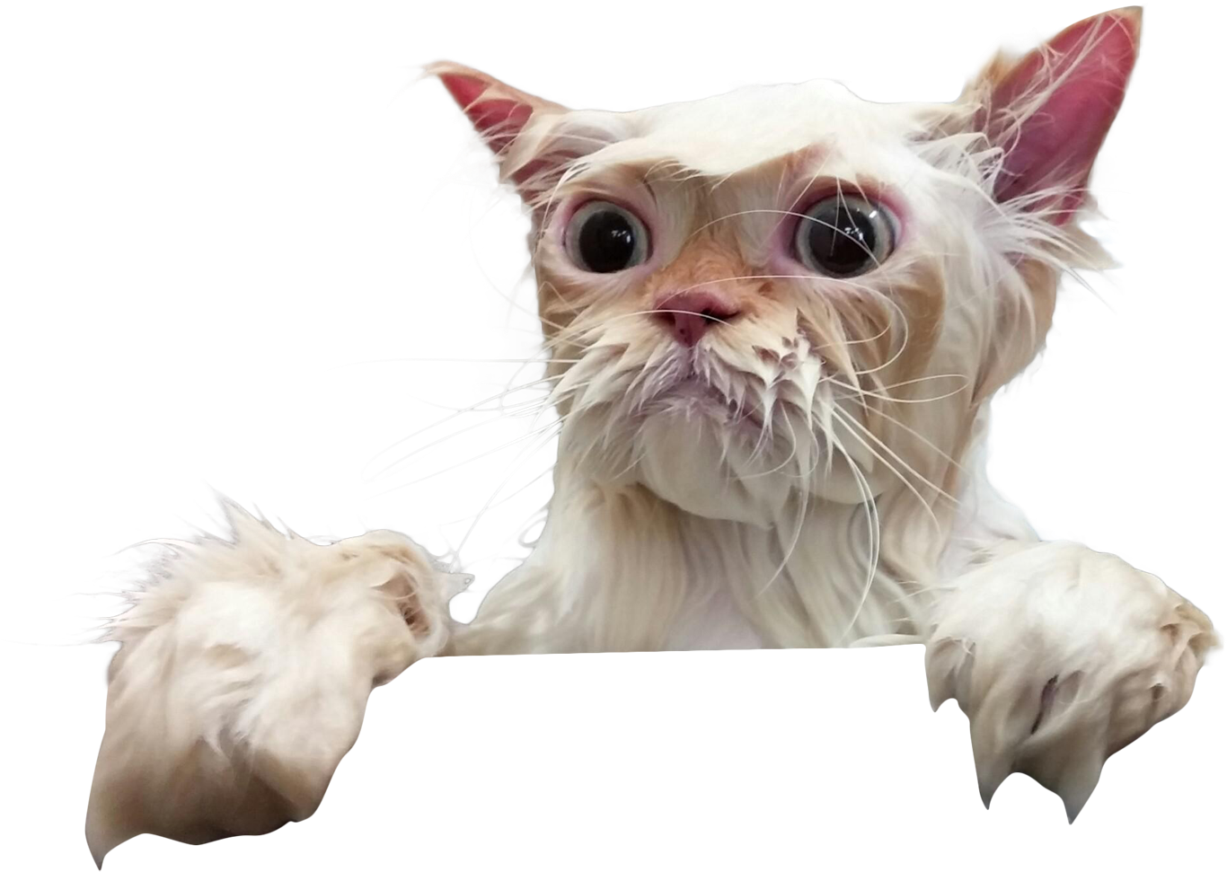 Download Escaping Cat Clipart - Cat - ClipartKey