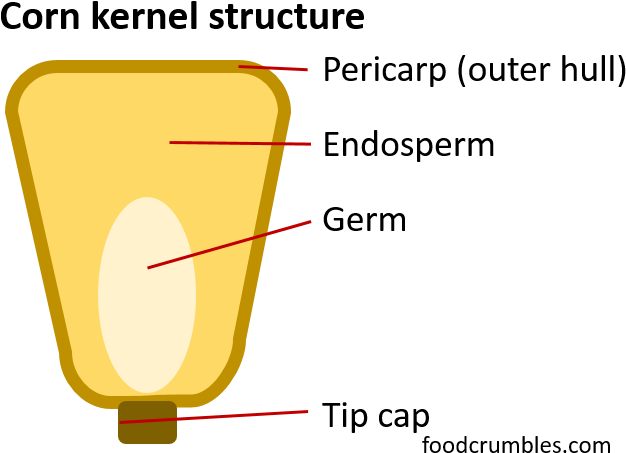 Download Diagram Of A Popcorn Kernel - ClipartKey