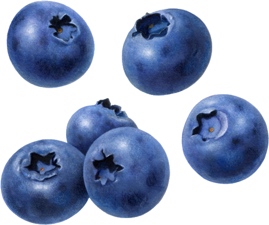 Download Blueberry Clipart Transparent Background - Transparent ...