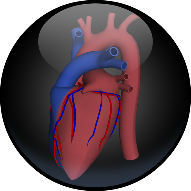 Download Transparent Human Heart Png - Illustration - ClipartKey