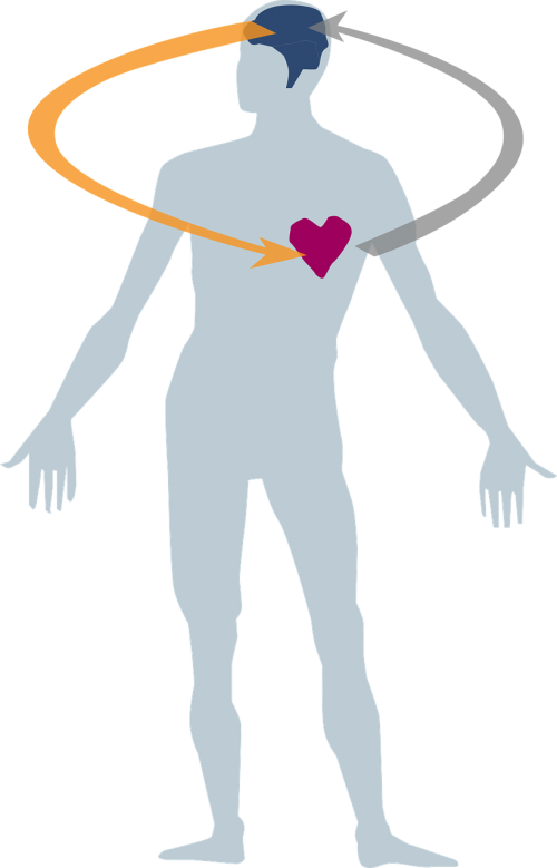 Download Transparent Body Heart Clipart - Herz Geist Seele Leib ...