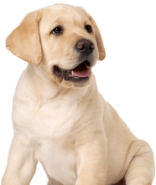 Download 72715 - Labrador Transparent Background - ClipartKey