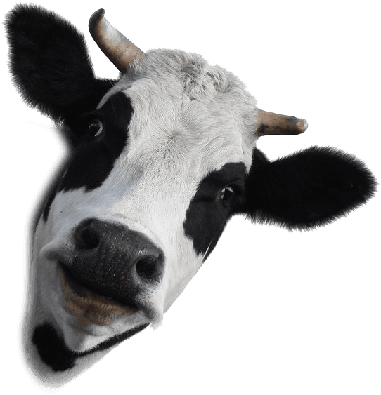 Download Cow Face Transparent Background - ClipartKey