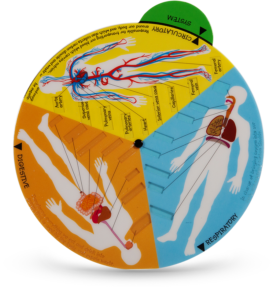 Download Human Body Wheel - Illustration - ClipartKey