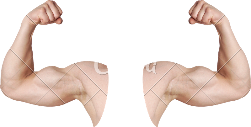 Download Bicep Muscle Png - Mans Arm Flexing - ClipartKey