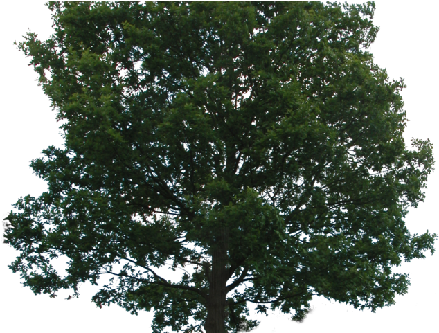 Download Tree No Background Png - ClipartKey