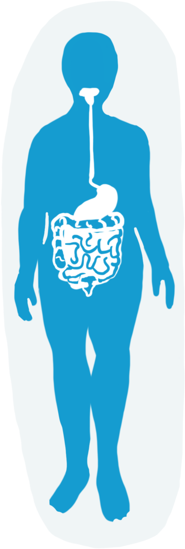 Download Transparent Digestive System Png - ClipartKey