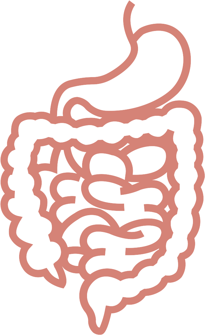 Download Transparent Digestive System Png - Digestive System Icon ...