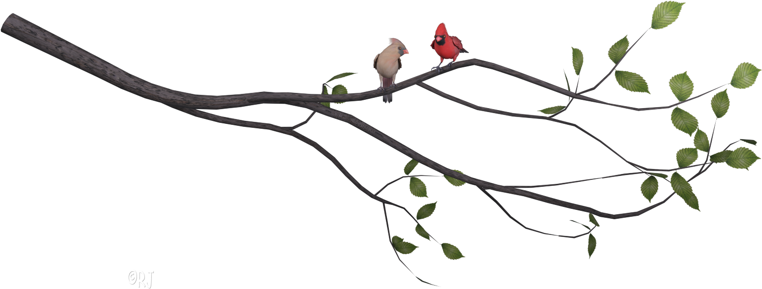 Download Transparent Cardinal On Branch Clipart - Cardinal - ClipartKey