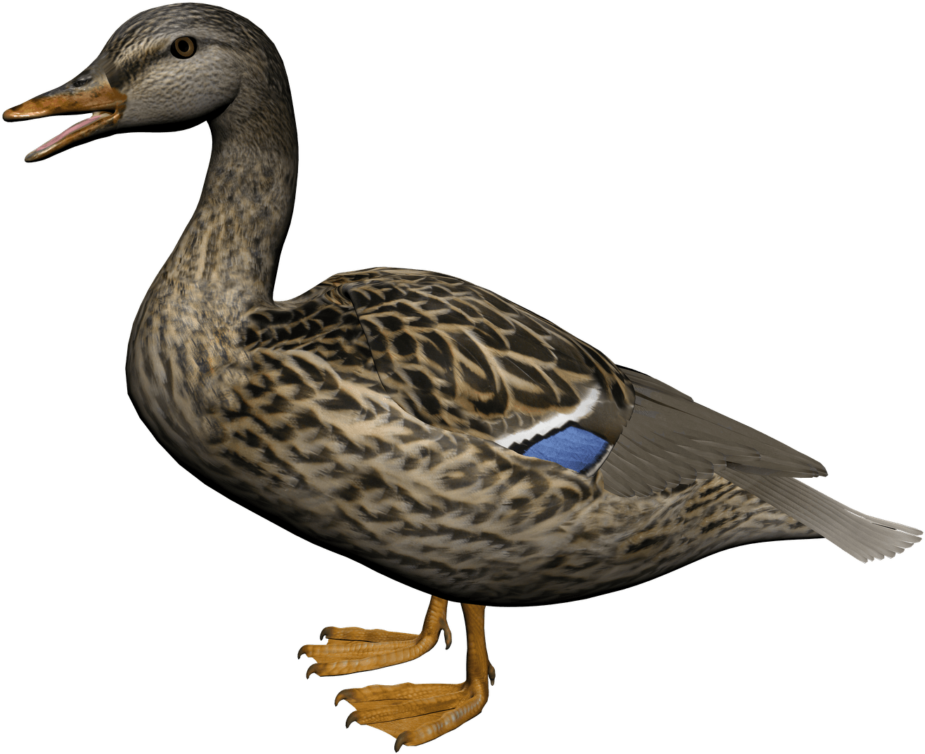 Download Transparent Mallard Png - Duck Png - ClipartKey