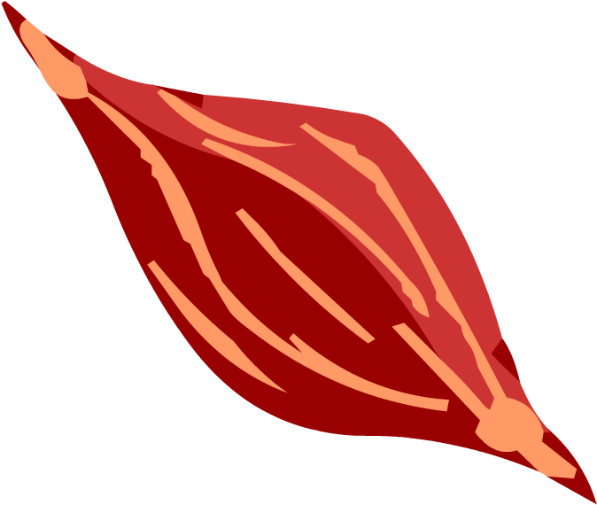 Download Transparent Muscle Icon Png - Muscle Cell Clip Art - ClipartKey