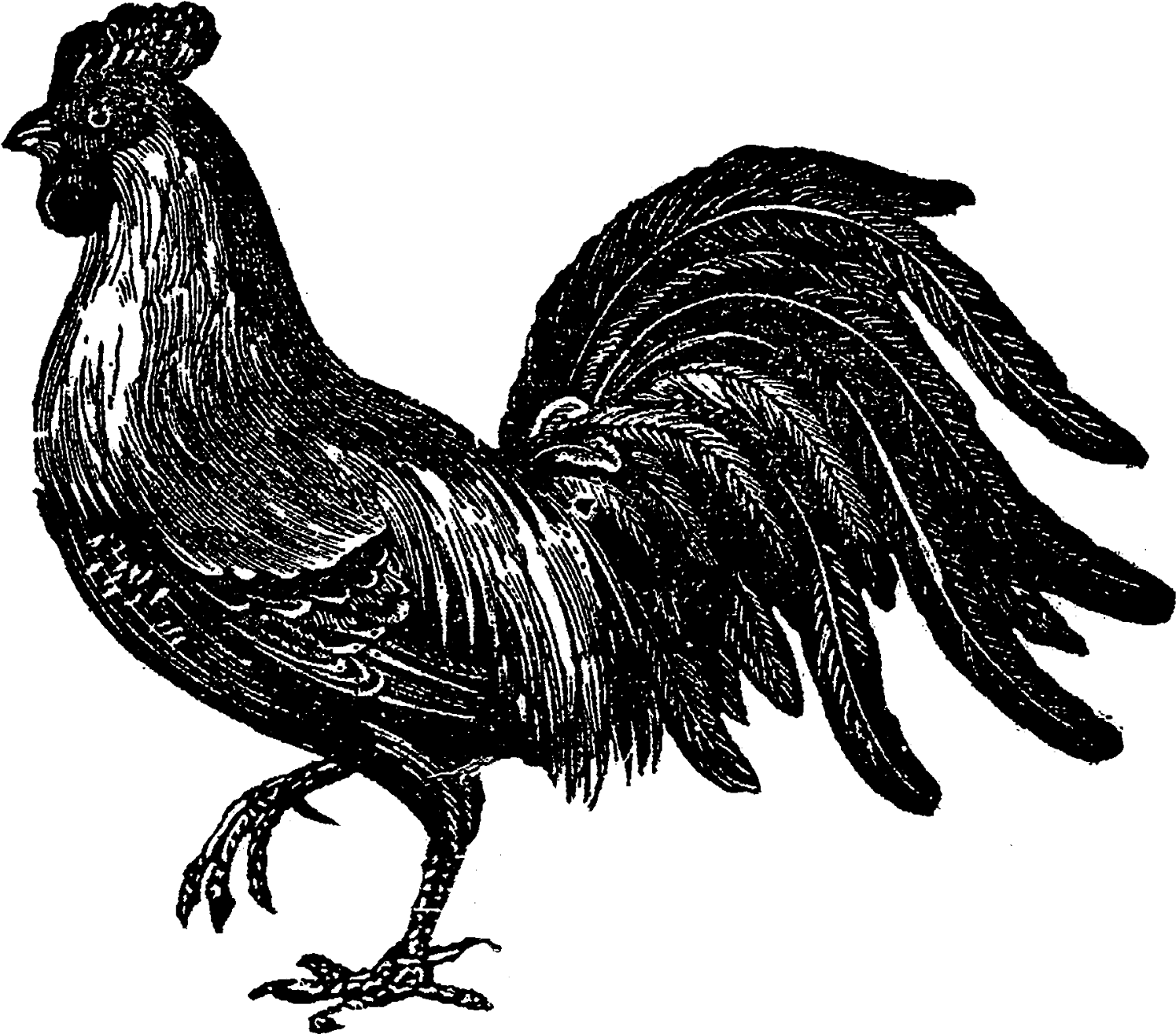 Download Clip Art Rooster Illustrations - Rooster - ClipartKey