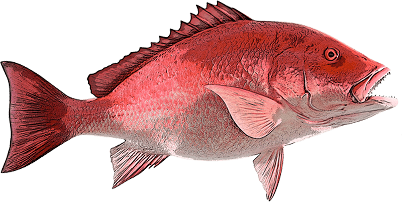 Download Snapper Cape Canaveral Fishing - Red Snapper Clipart - ClipartKey