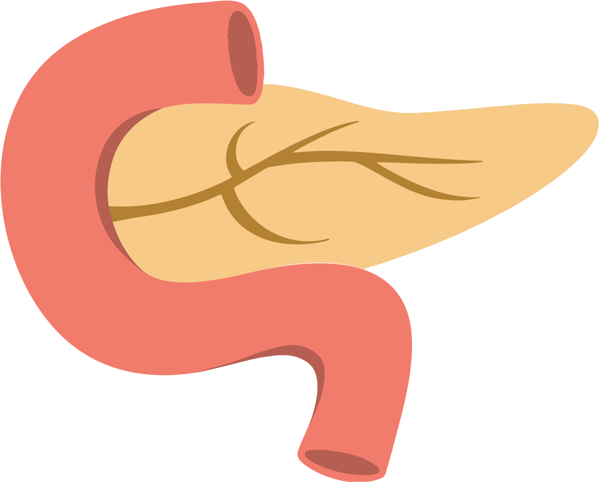 Download Clip Art Pancreas Cartoon - Transparent Background Pancreas ...