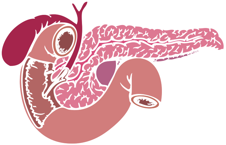 Download Cartoon Pancreas Transparent Background, Hd Png Download ...