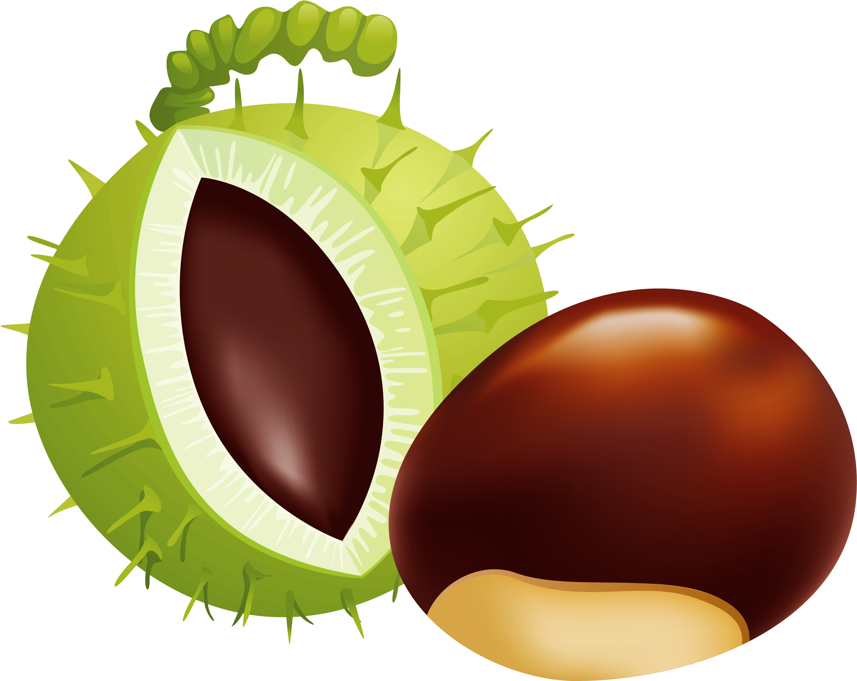 Download Transparent Nut Clipart - Illustration - ClipartKey