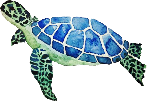 Download Green Sea Turtle - ClipartKey
