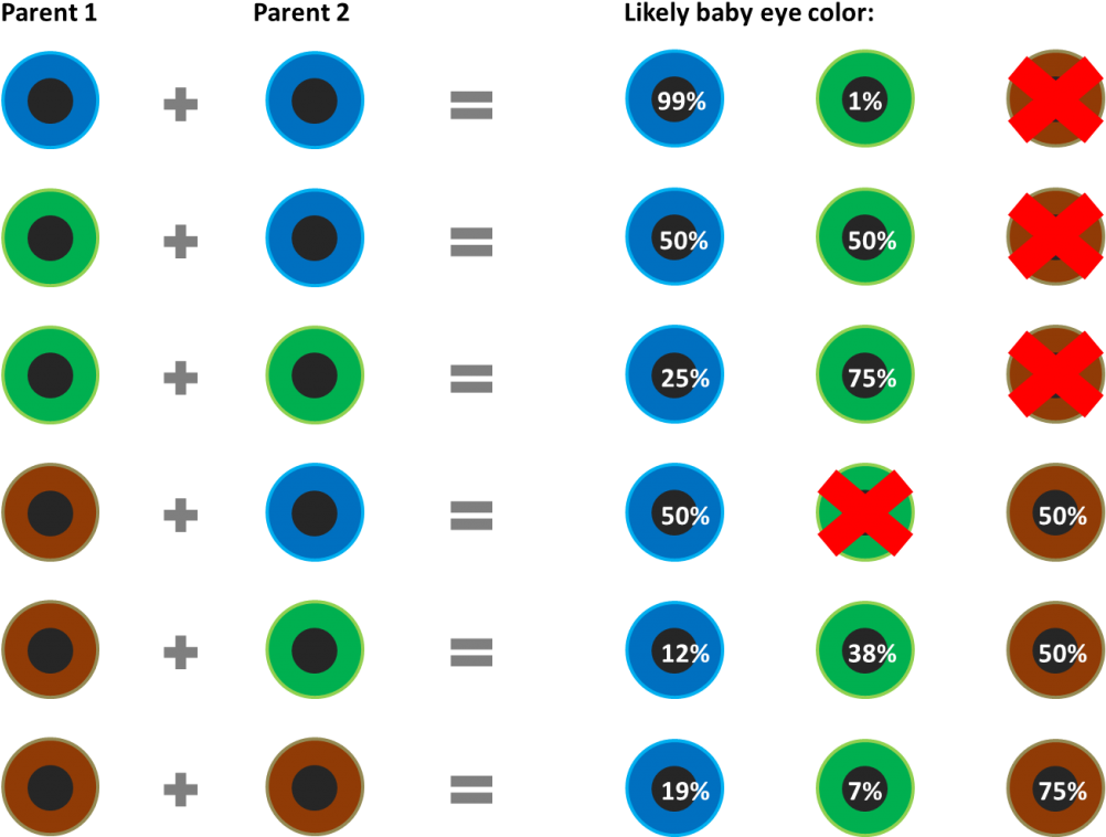 Download Clip Art Baby Color Chart According - Eye Colour Probability ...