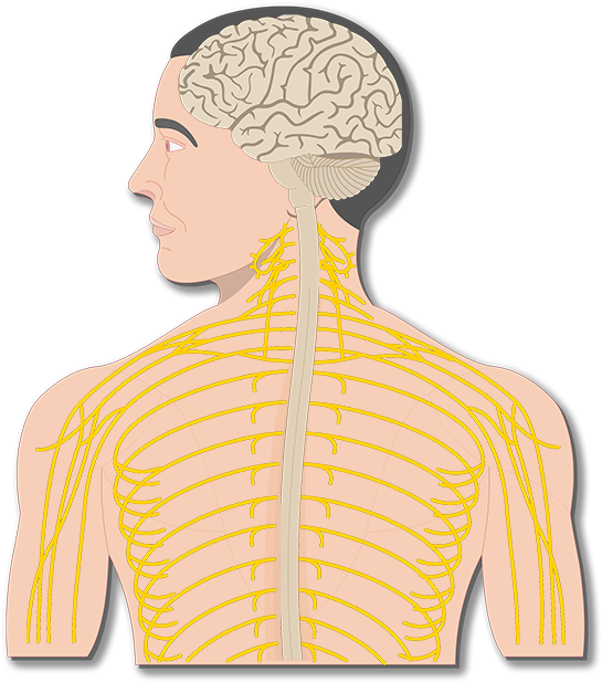 Download Transparent Nervous System Png - Labelled Diagram Of Organs In ...