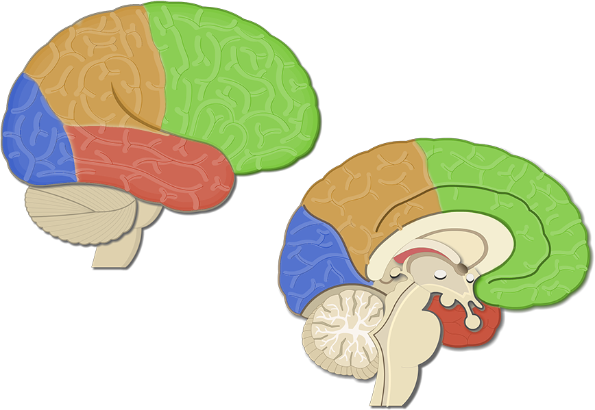 Download Clipart Brain Central Nervous System - Primary Visual Cortex ...