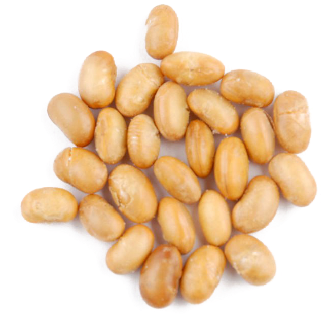 Download Transparent Soybean Clipart - Gemstone - ClipartKey