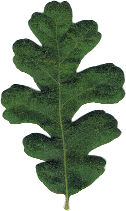 Download Green Oak Leaf Clip Art For Kids - Gambel Oak - ClipartKey