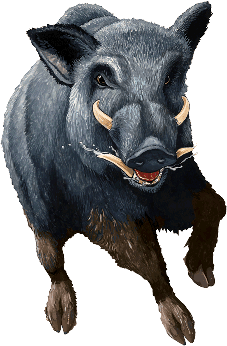 Download Boar - Wild Hog Transparent Background - ClipartKey