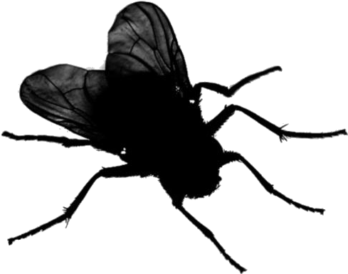 Download Fly Insect Png Image With Transparent Background - Flies ...