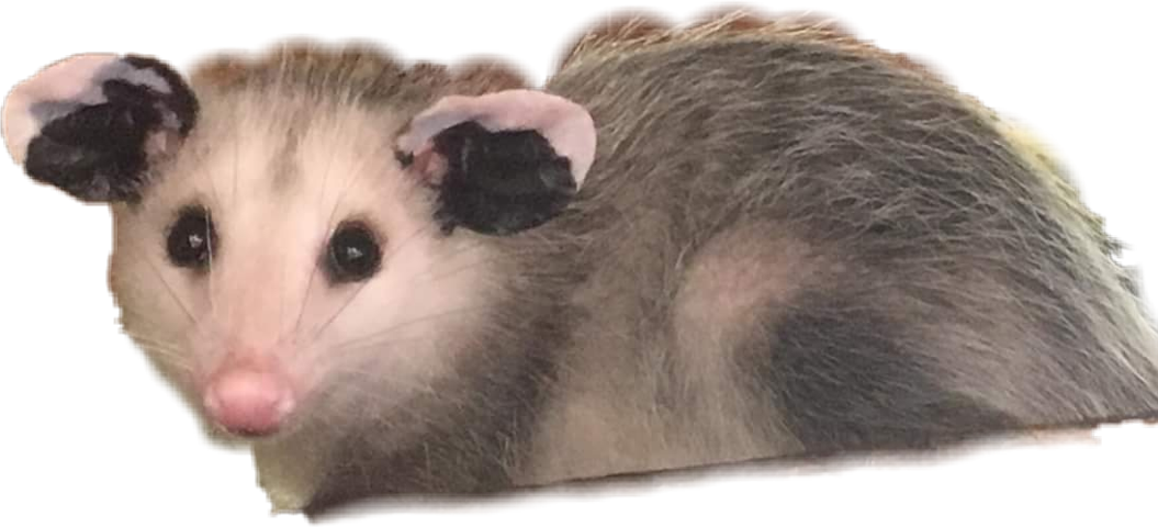 Download Possum Freetoedit - Opossum Png - ClipartKey